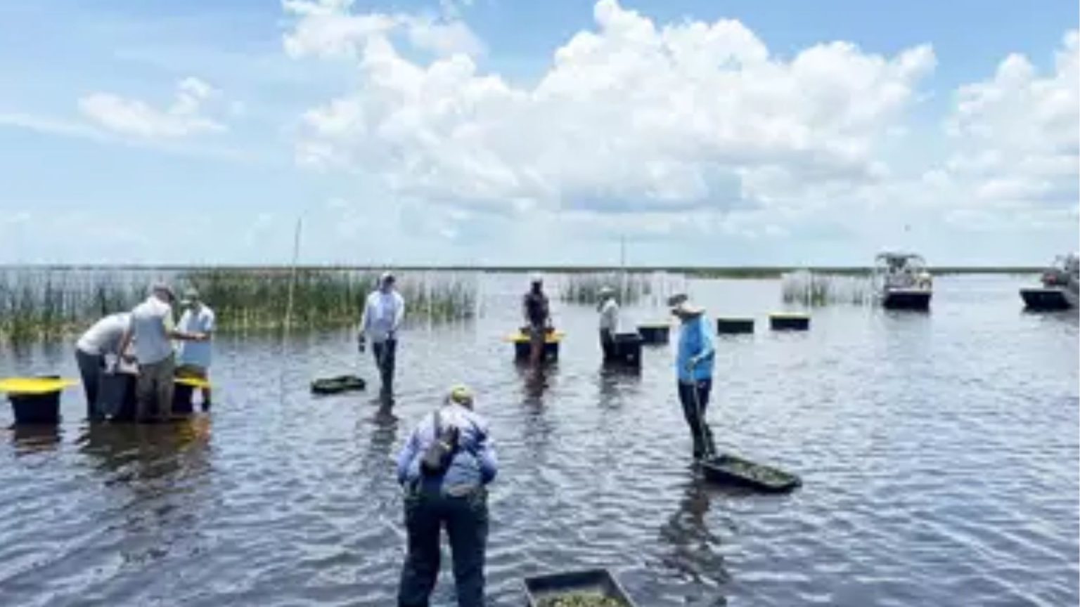 FWC successfully completes major revegetation projects on Lake ...