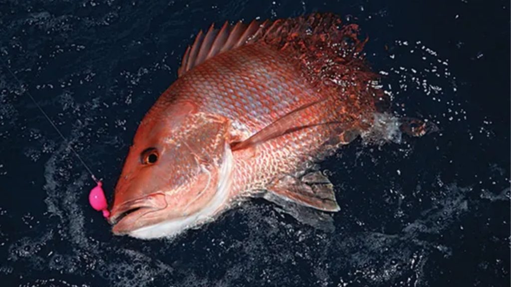 Gulf red snapper private recreational fall season officially opens ...