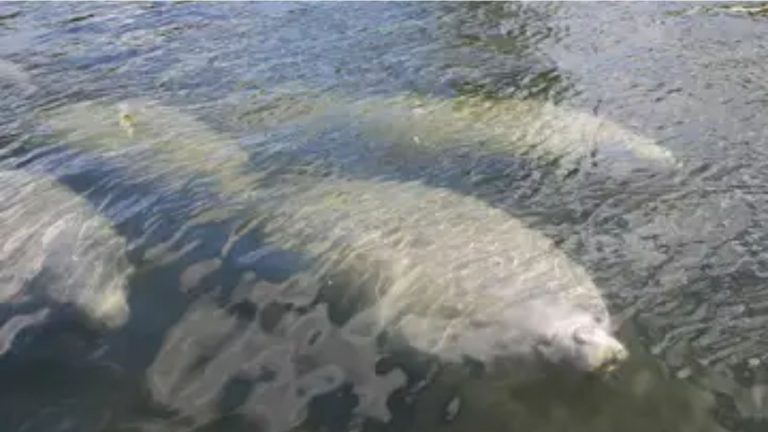 Florida reminds boaters to go slow and look below as manatees begin ...