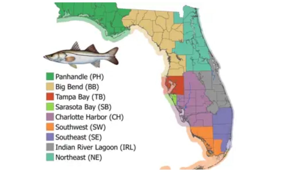 Recreational snook harvest along Florida’s west coast to close on May 1 ...