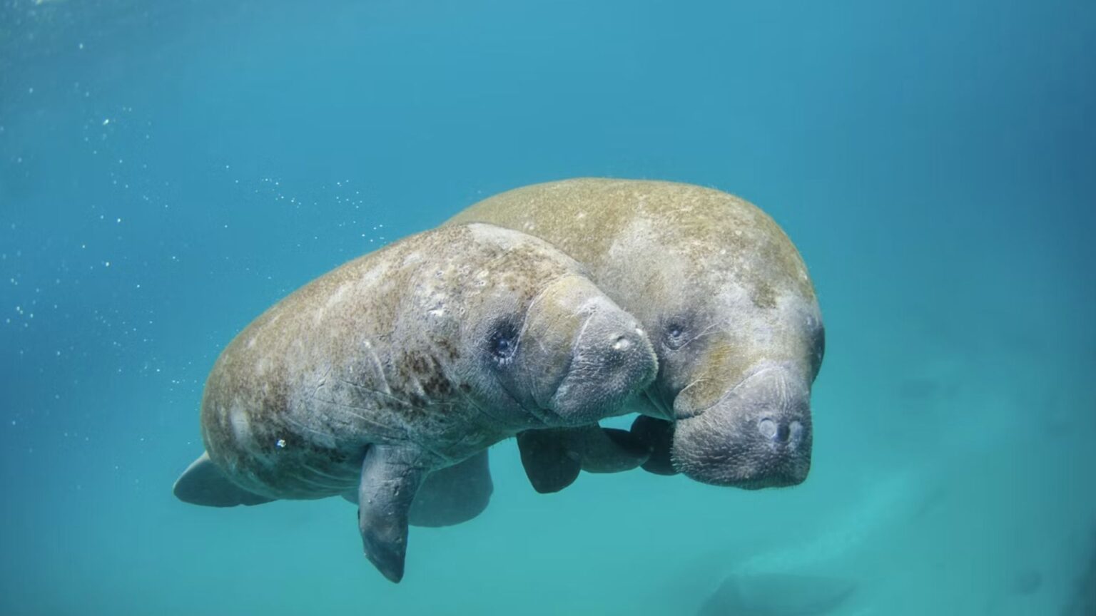 Florida Fish and Wildlife Conservation Commission begins installation ...
